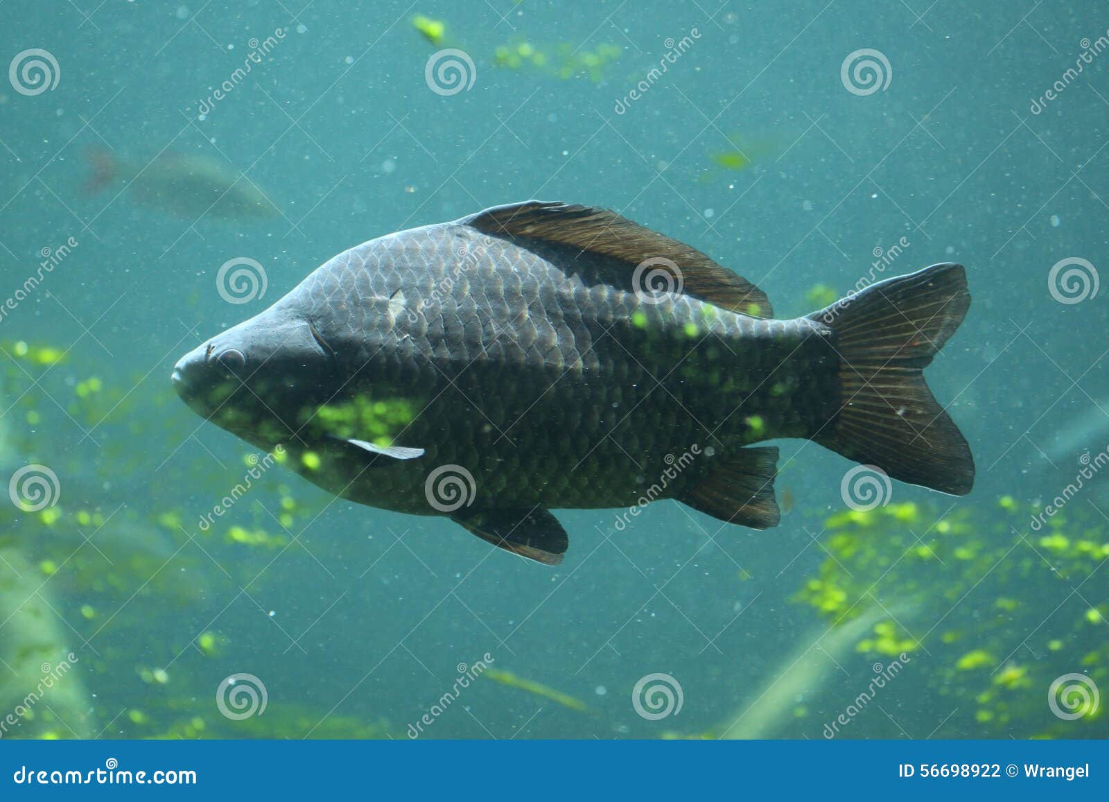 Carpa Común Salvaje (Cyprinus Carpio) Foto de archivo - Imagen de ...