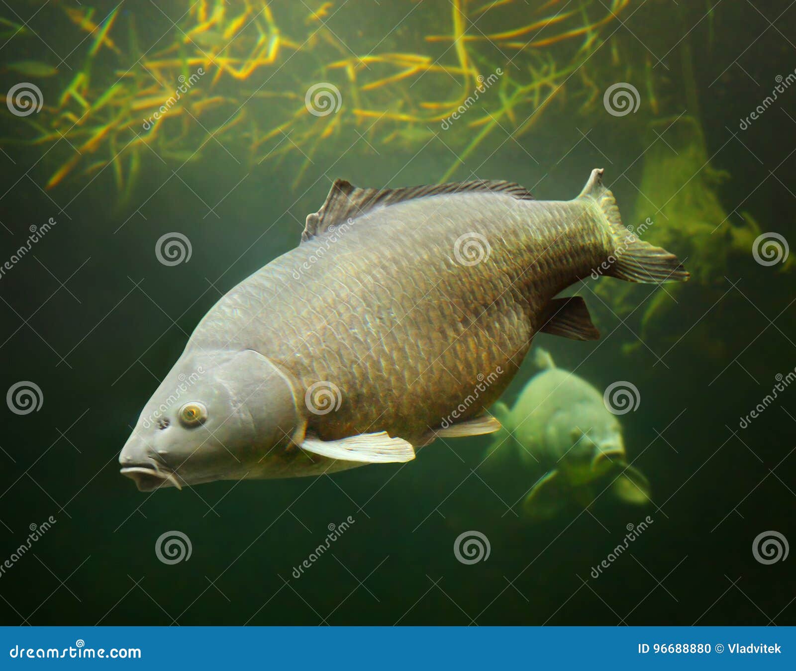 A carpa comum foto de stock. Imagem de destinos, czeche - 96688880