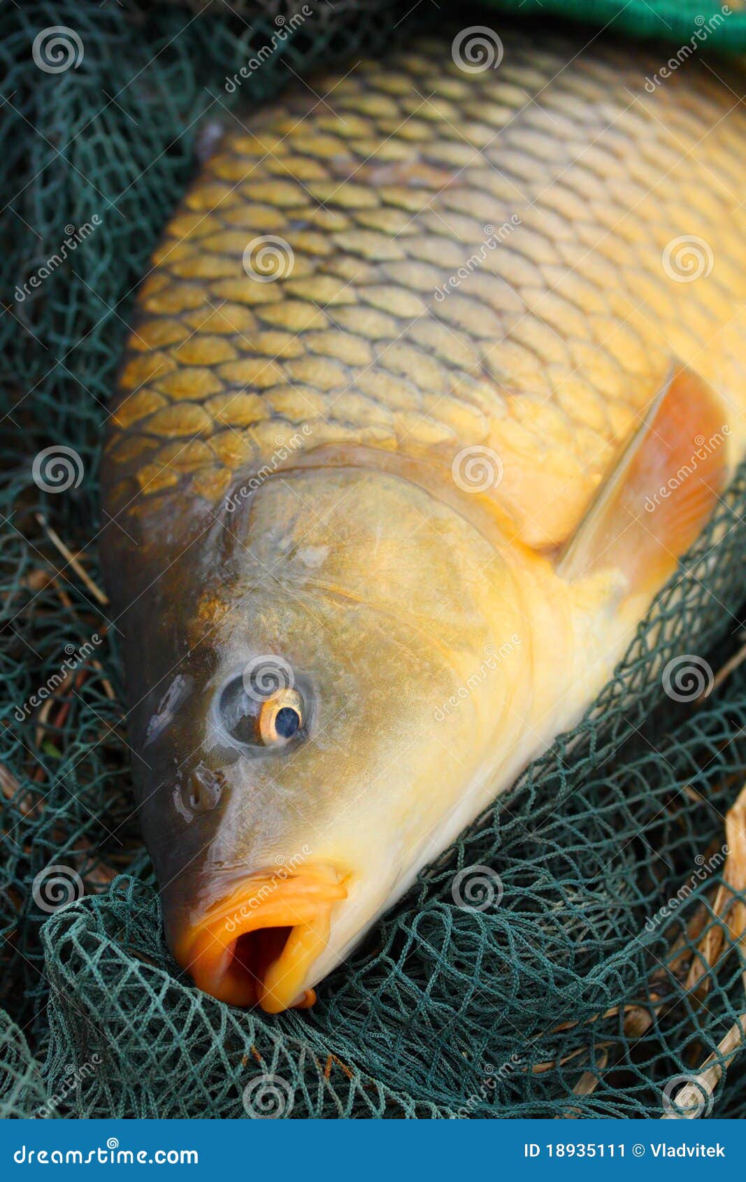 A Carpa Comum (Cyprinus Carpio) Imagem de Stock - Imagem de linha, nave ...