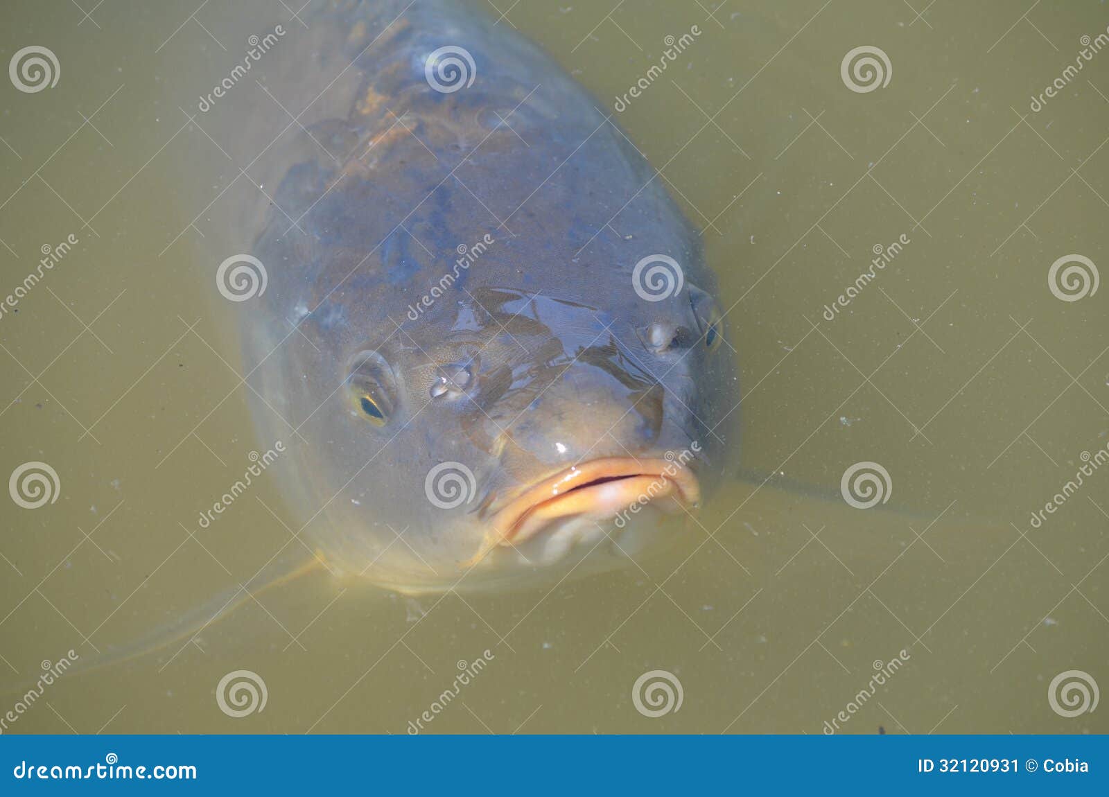 Carpa Comum (Cyprinus Carpio) Imagem de Stock - Imagem de peixes, olho ...