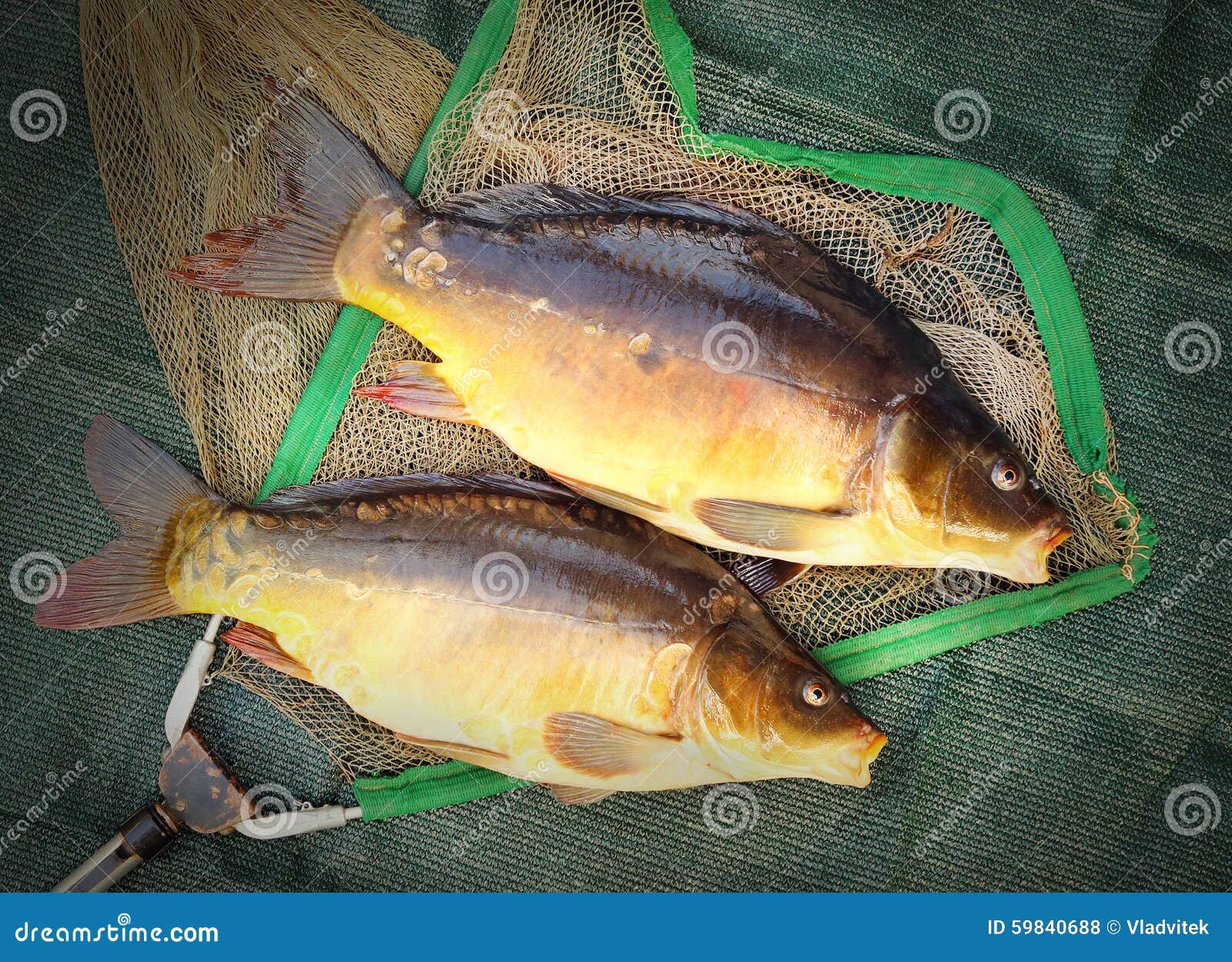 A Carpa Comum (Cyprinus Carpio) Foto de Stock - Imagem de central, vida ...