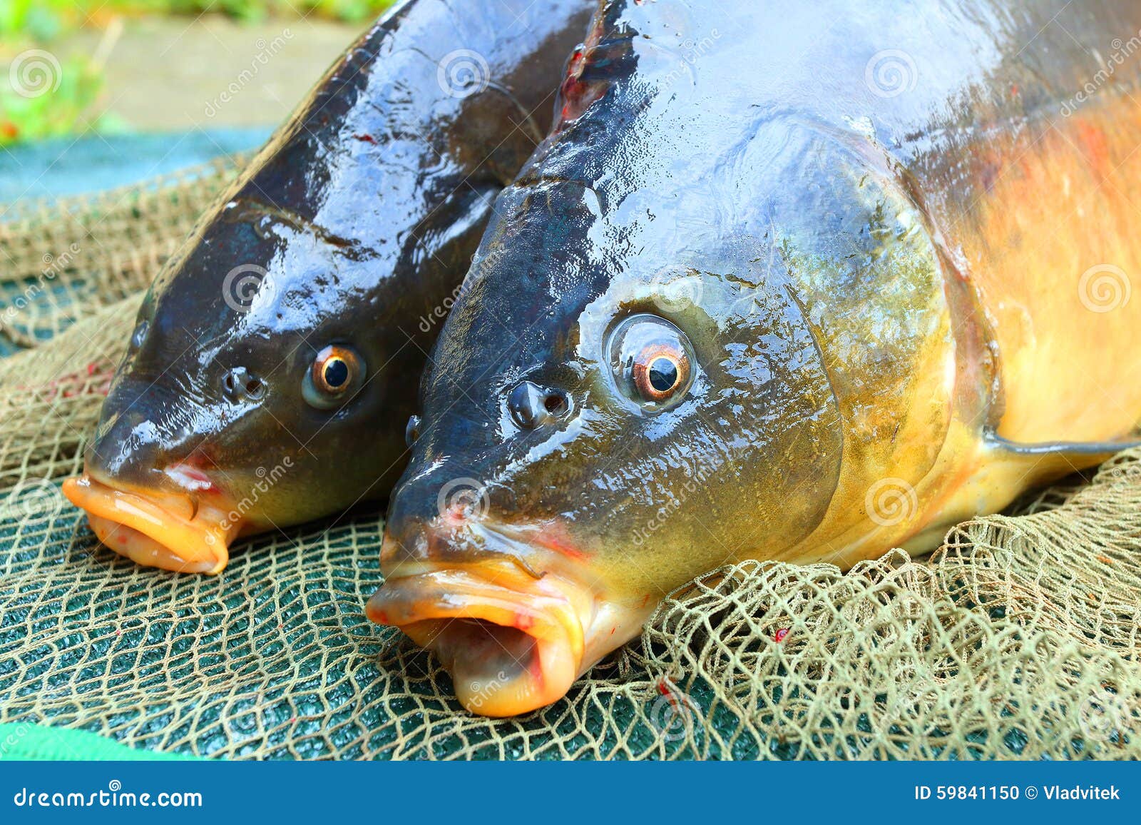 A Carpa Comum (Cyprinus Carpio) Foto de Stock - Imagem de central ...