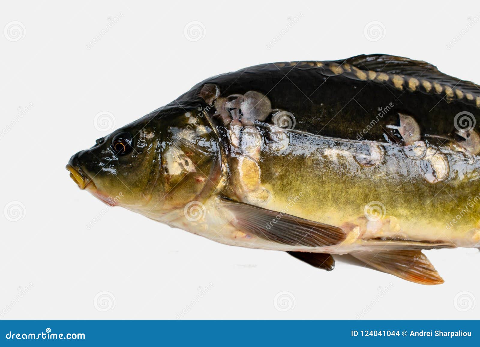 Carpa Comum Cyprinus Carpio Isolado No Branco Foto de Stock - Imagem de ...