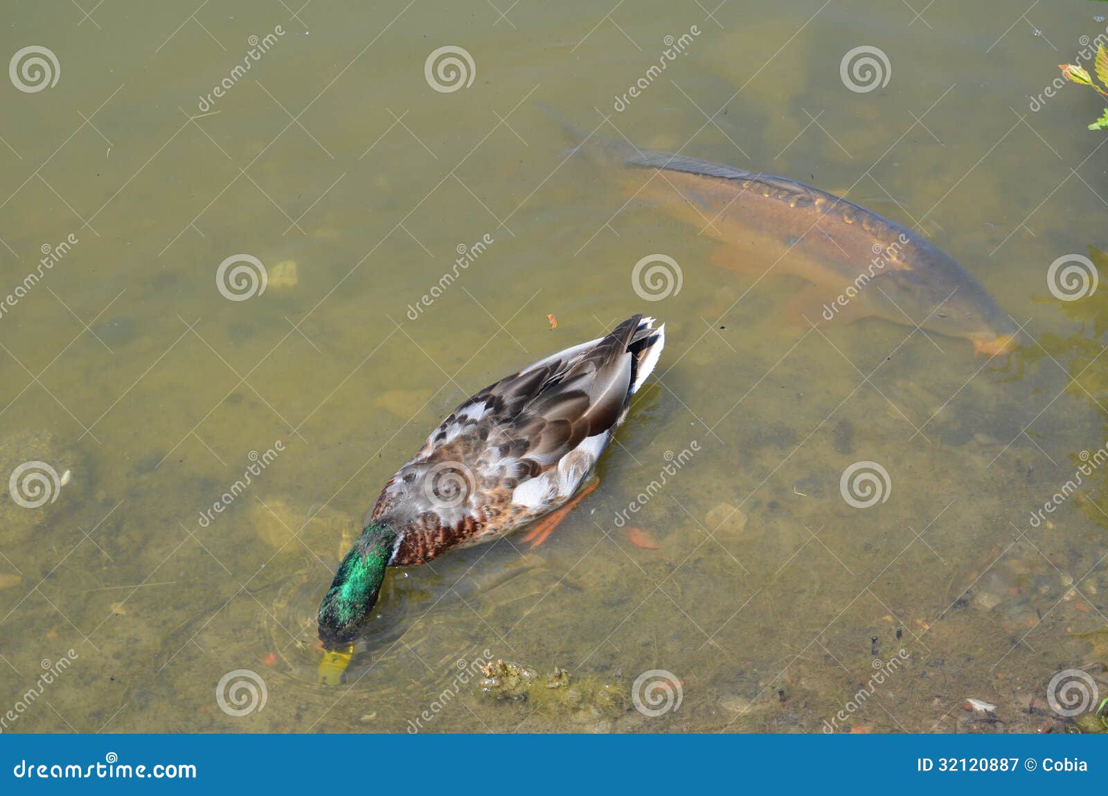 Carpa Comum E Pato Selvagem Em Uma Lagoa Imagem de Stock - Imagem de ...