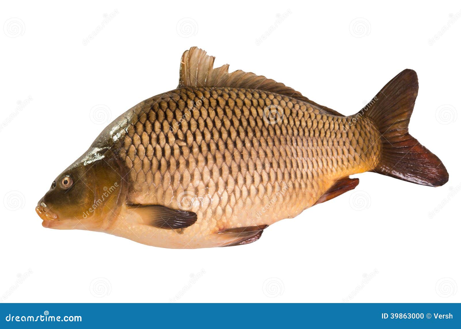 Carpa Comum Isolada No Fundo Branco Foto de Stock - Imagem de comum ...