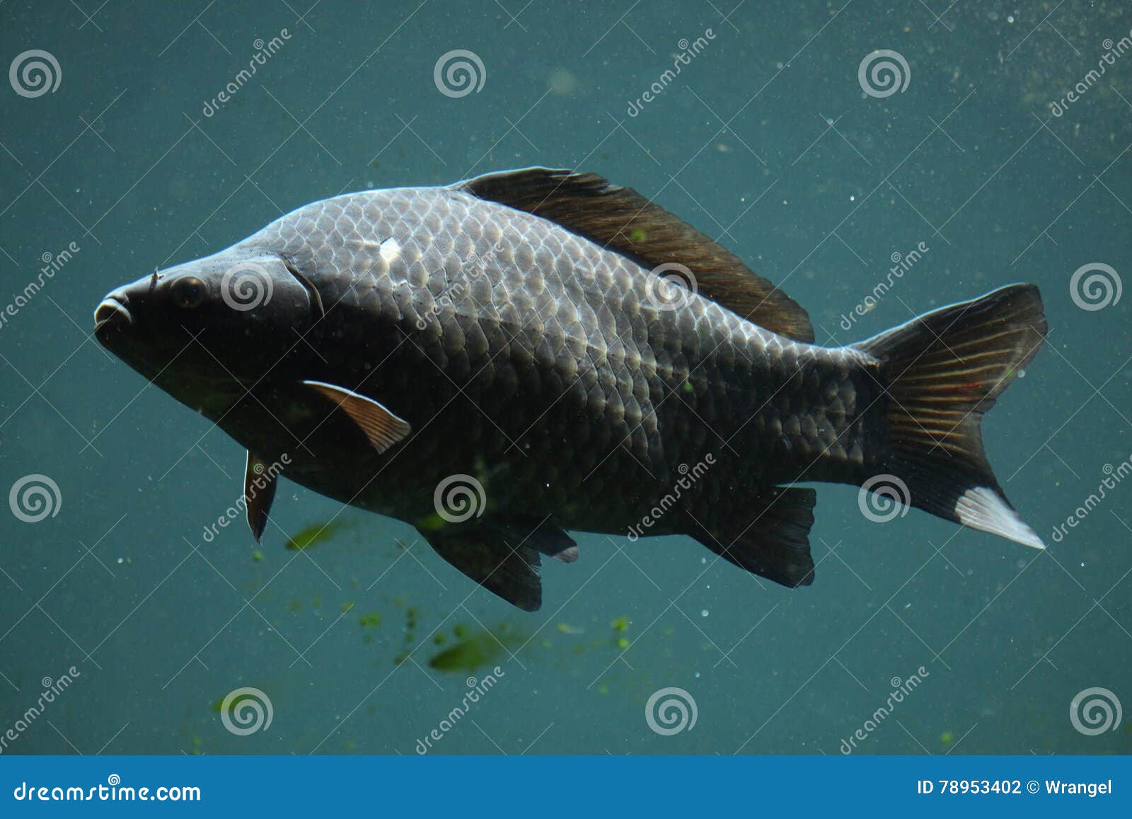 Carpa Comum Selvagem & X28; Carpio& X29 Do Cyprinus; Foto de Stock ...