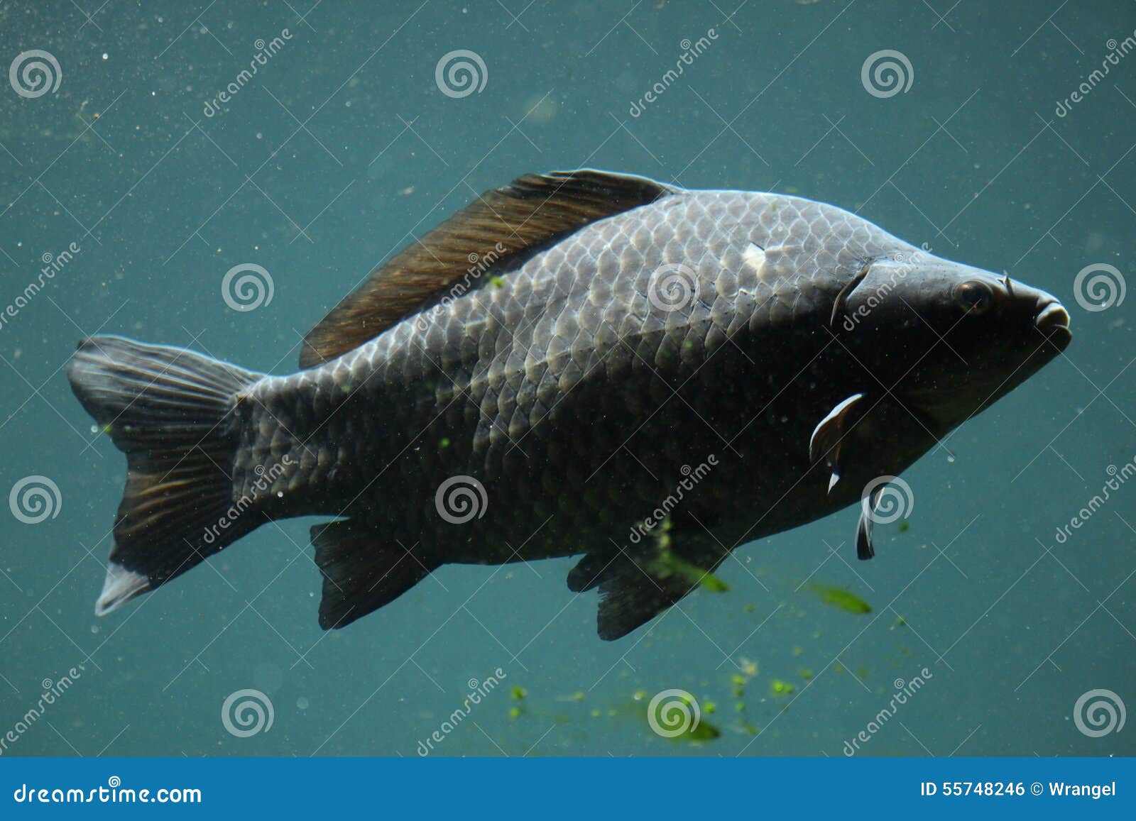 Carpa Comum Selvagem (Cyprinus Carpio) Foto de Stock - Imagem de ...