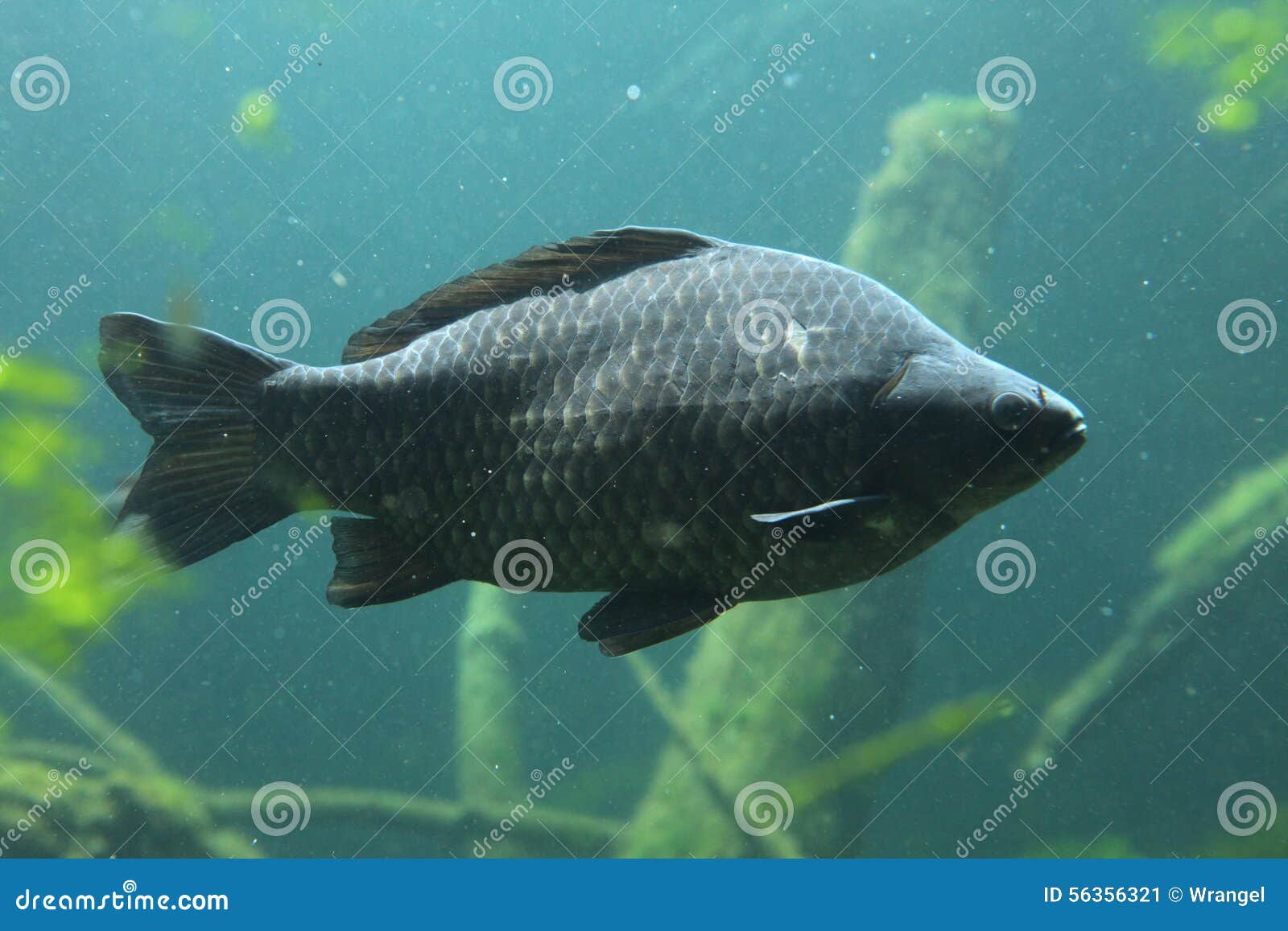 Carpa Comum Selvagem (Cyprinus Carpio) Imagem de Stock - Imagem de ...