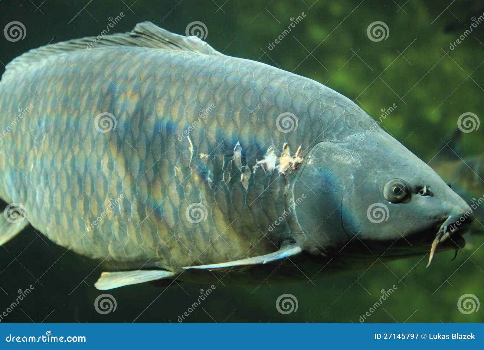 Carpa comune immagine stock. Immagine di adulto, carpa - 27145797