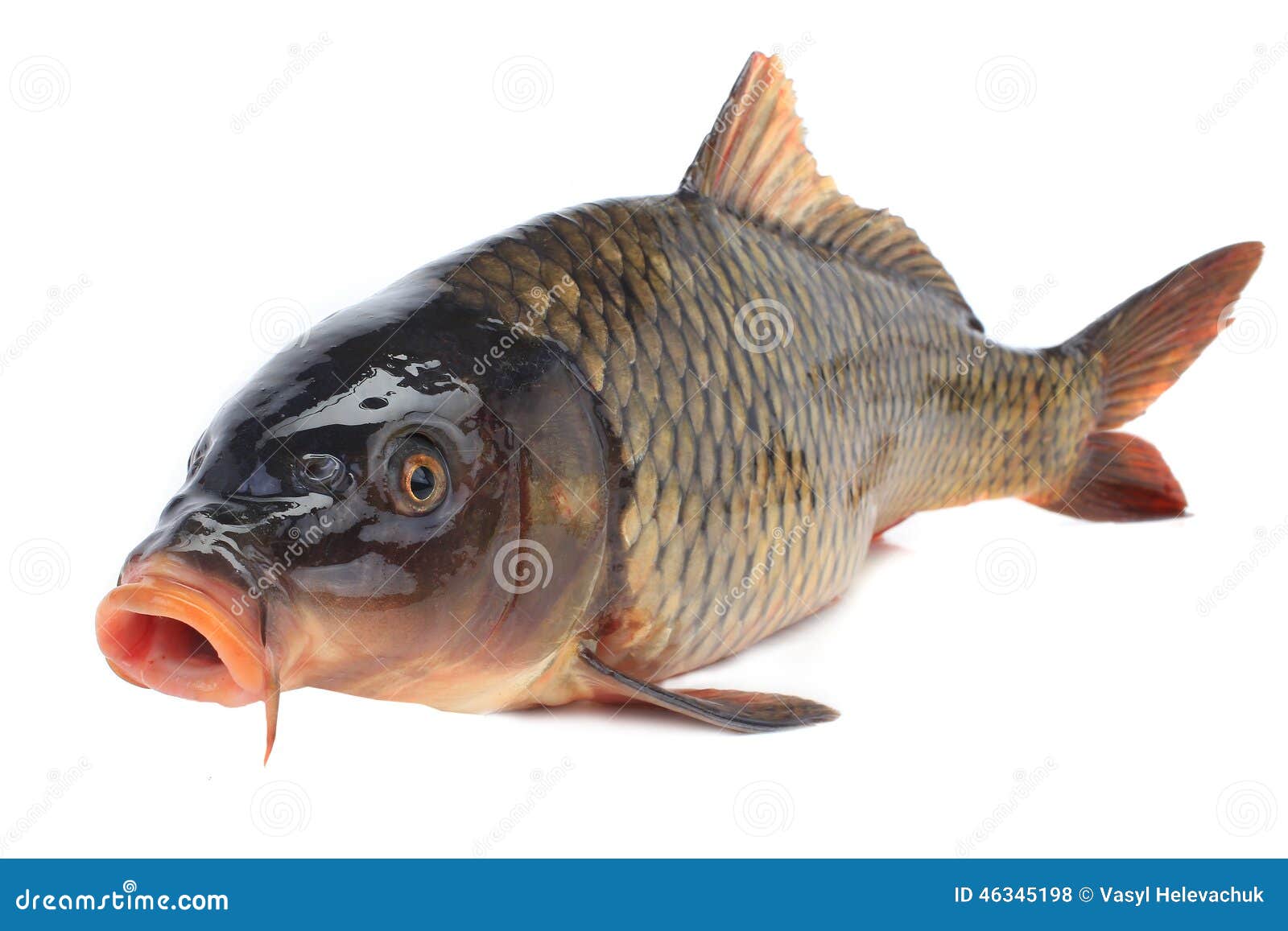 Carpa comune fotografia stock. Immagine di pesci, interferire - 46345198