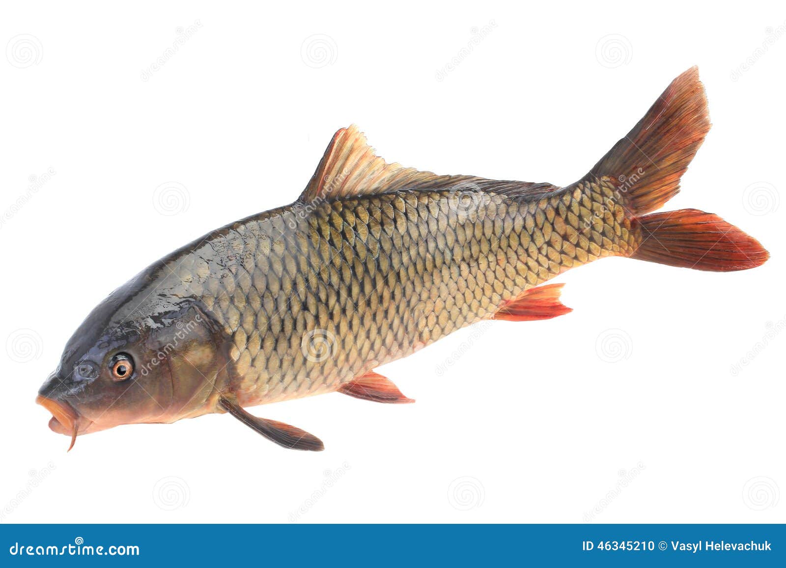 Carpa comune fotografia stock. Immagine di orizzontale - 46345210