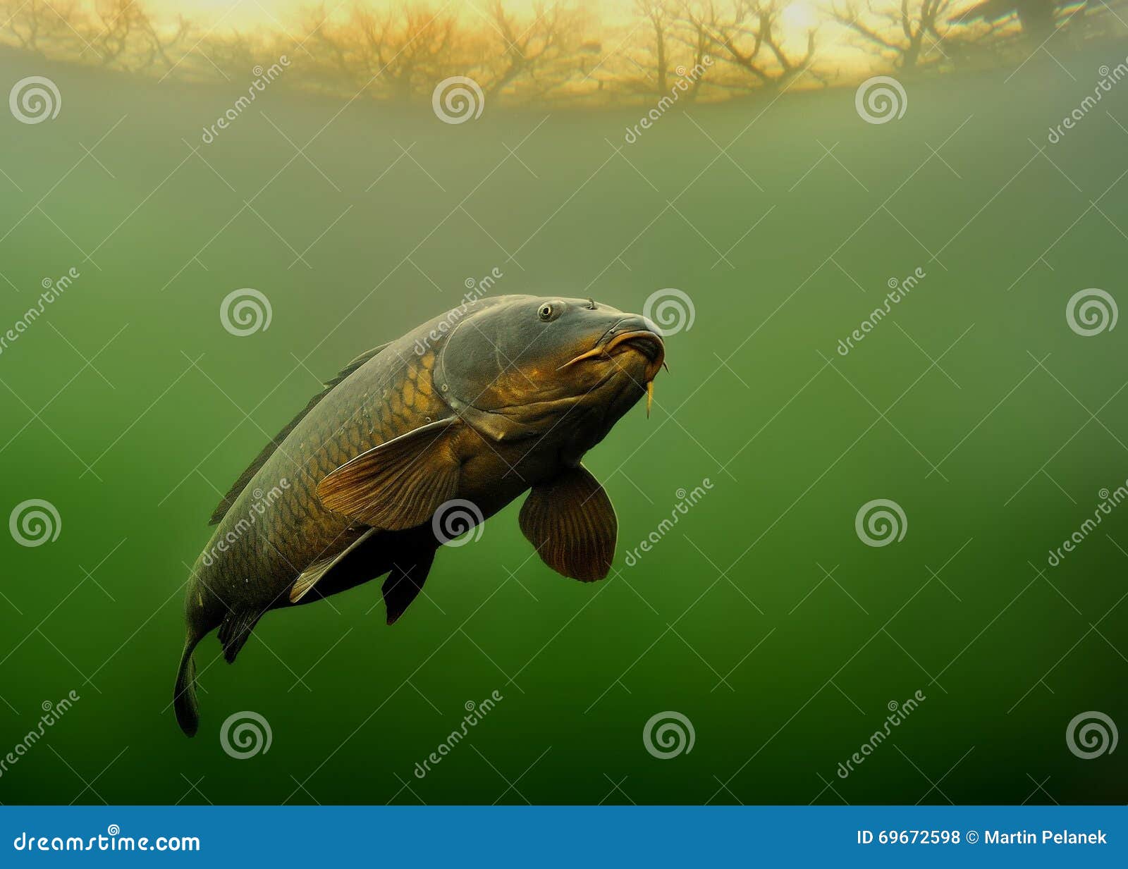 Carpa Comune - Cyprinus Carpio Fotografia Stock - Immagine di ceco ...