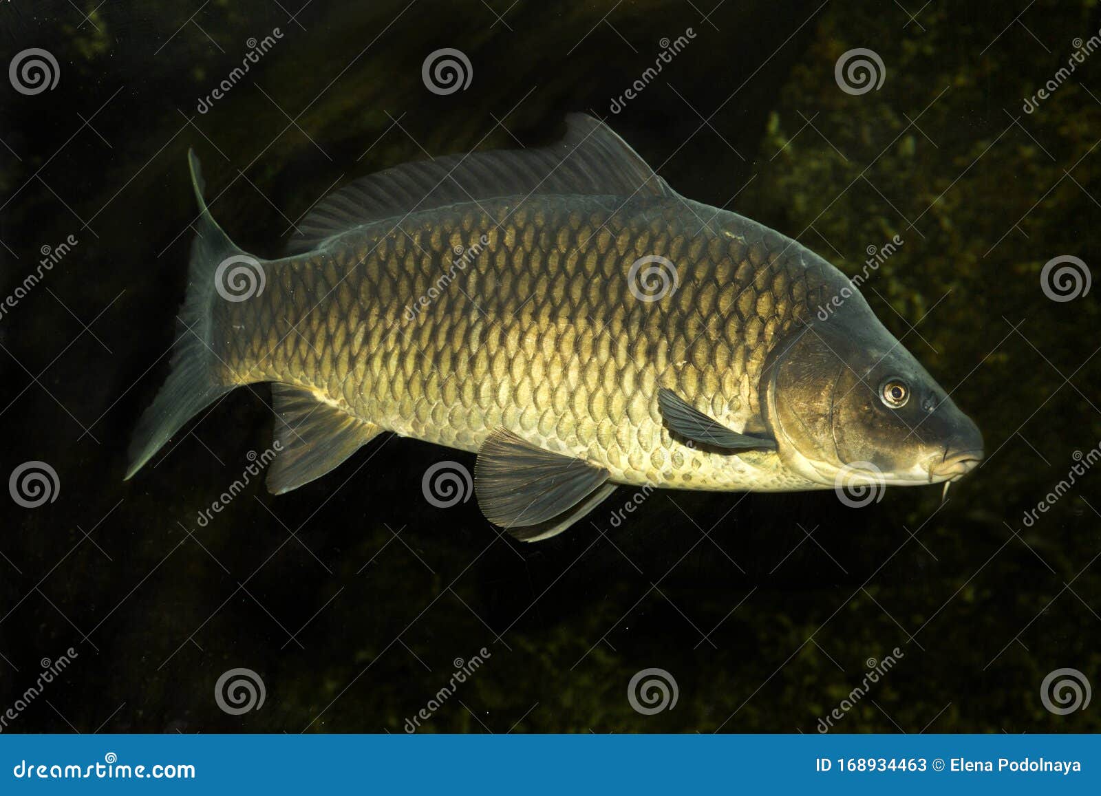 Carpa Comune O Carpa Europea Cyprinus Carpio Immagine Stock - Immagine ...