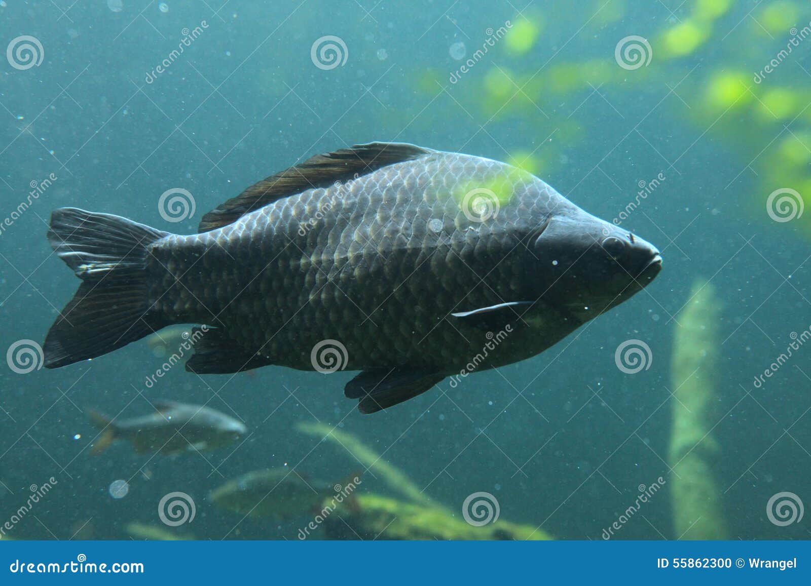 Carpa Comune Selvaggia (Cyprinus Carpio) Fotografia Stock - Immagine di ...