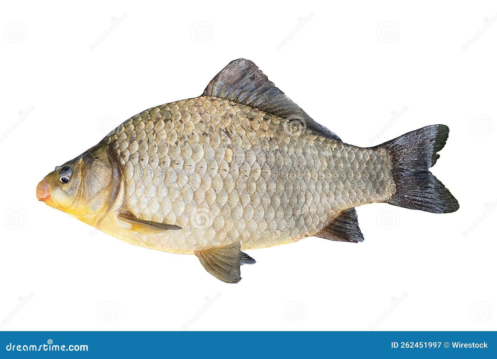 Carpa Cruciana Isolada Sobre Fundo Branco Imagem de Stock - Imagem de ...