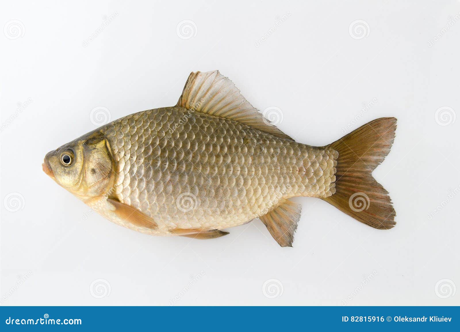 Carpa Da Prata Dos Peixes Vivos Foto de Stock - Imagem de peixes ...