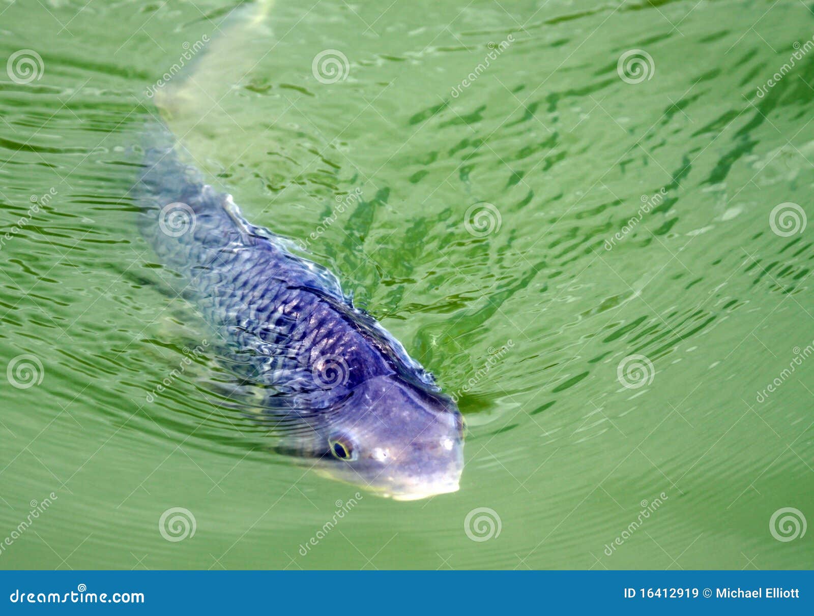Carpa de Koi imagem de stock. Imagem de dezenas, oriental - 16412919