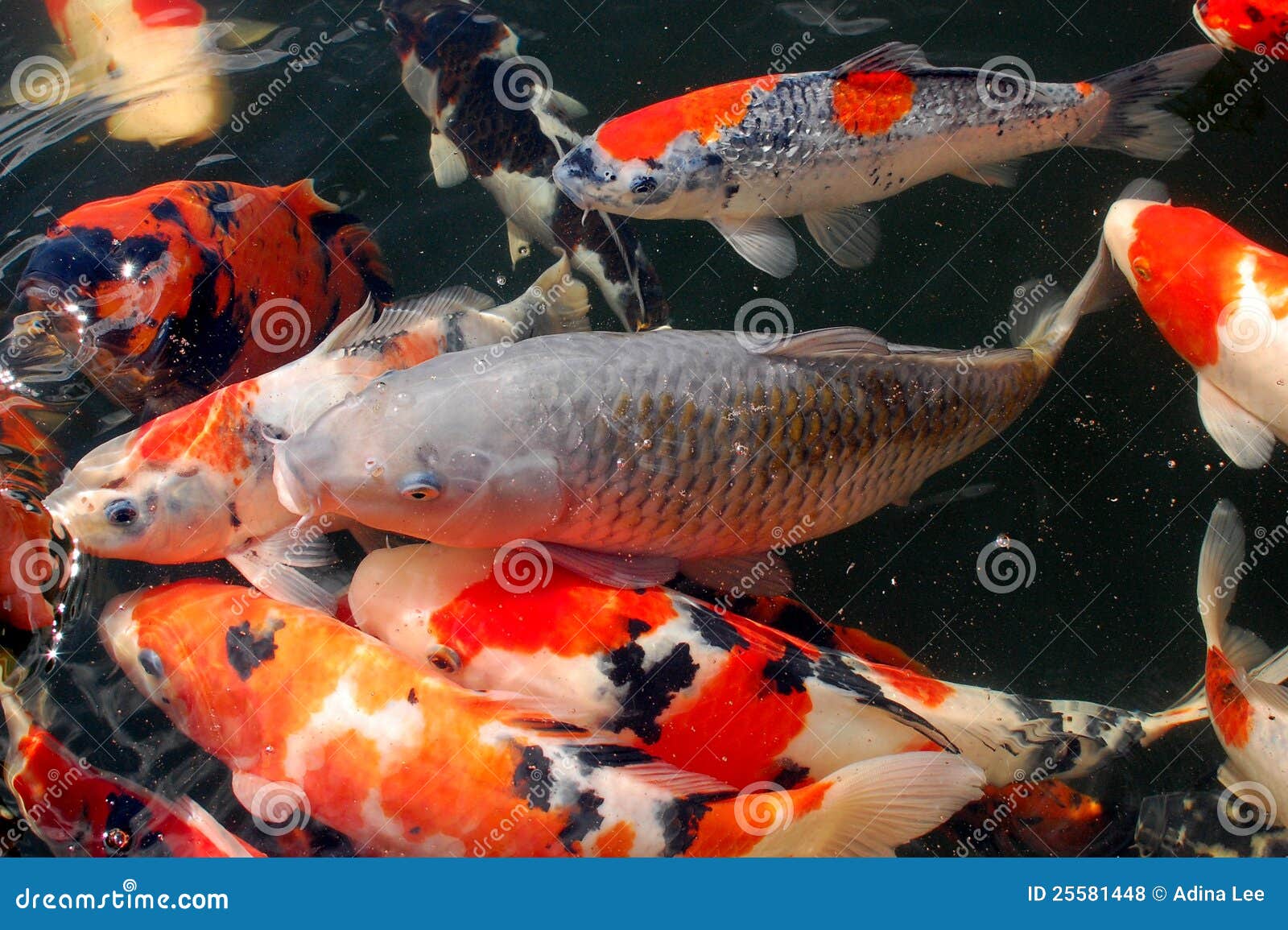 Carpa de Koi foto de archivo. Imagen de puntos, agua - 25581448