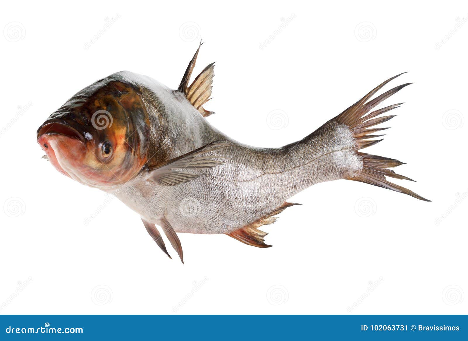 Carpa De Prata Dos Peixes Isolada No Branco Imagem de Stock - Imagem de ...