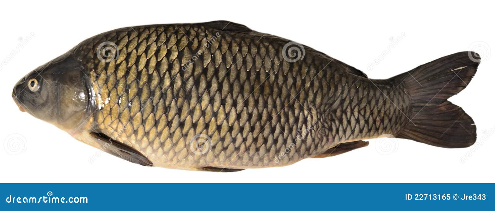 Carpa dei pesci immagine stock. Immagine di grafico, grande - 22713165