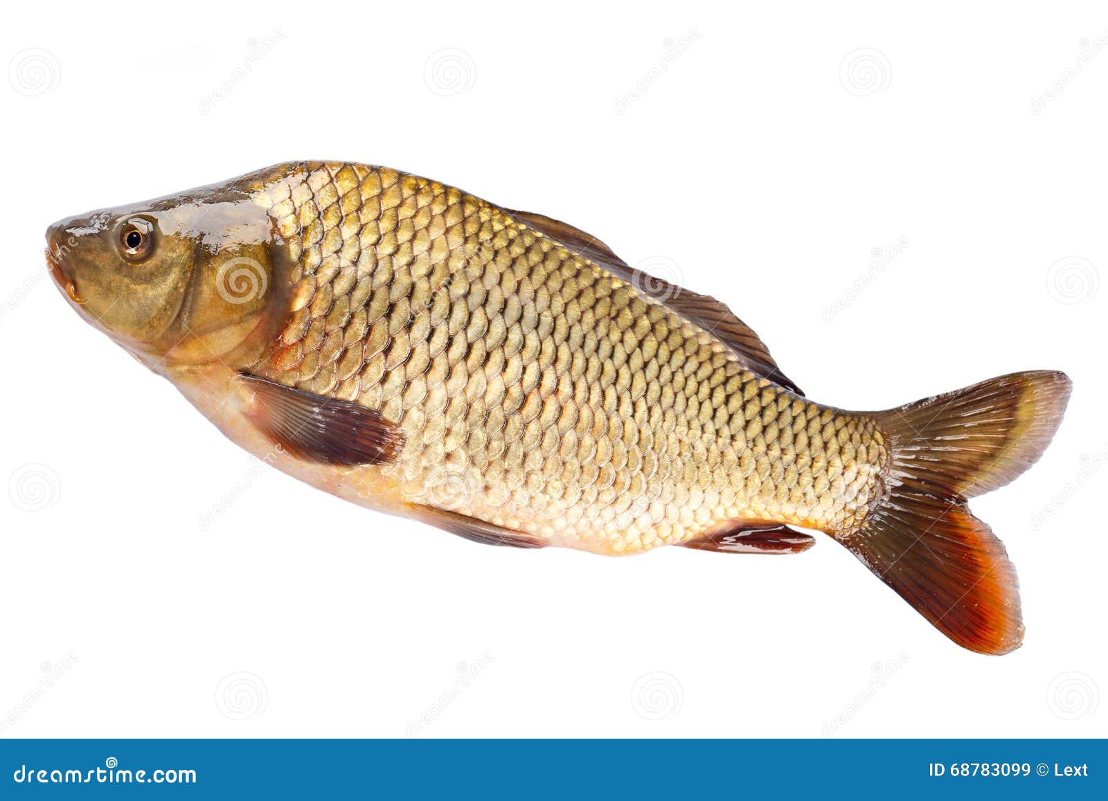 Carpa Del Pesce Isolata Su Bianco Immagine Stock - Immagine di carpa ...