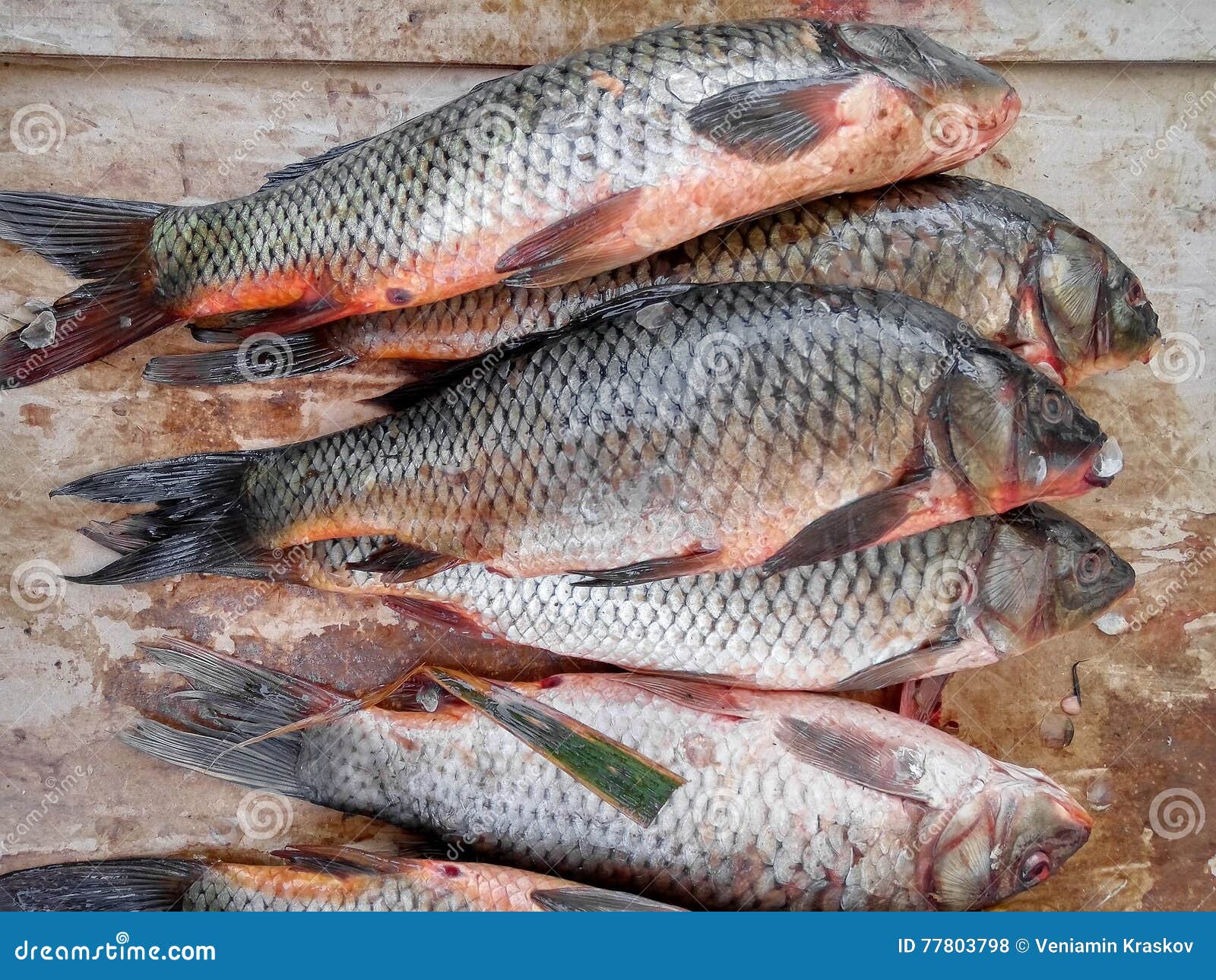 Carpa Del Río De Los Pescados Foto de archivo - Imagen de grupo, fondo ...