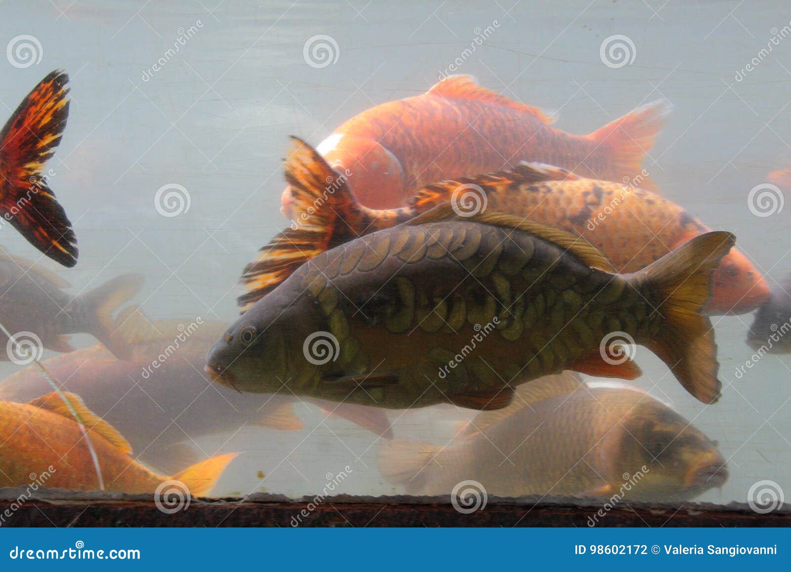 Carpa Koi foto de archivo. Imagen de detalle, japonés - 98602172