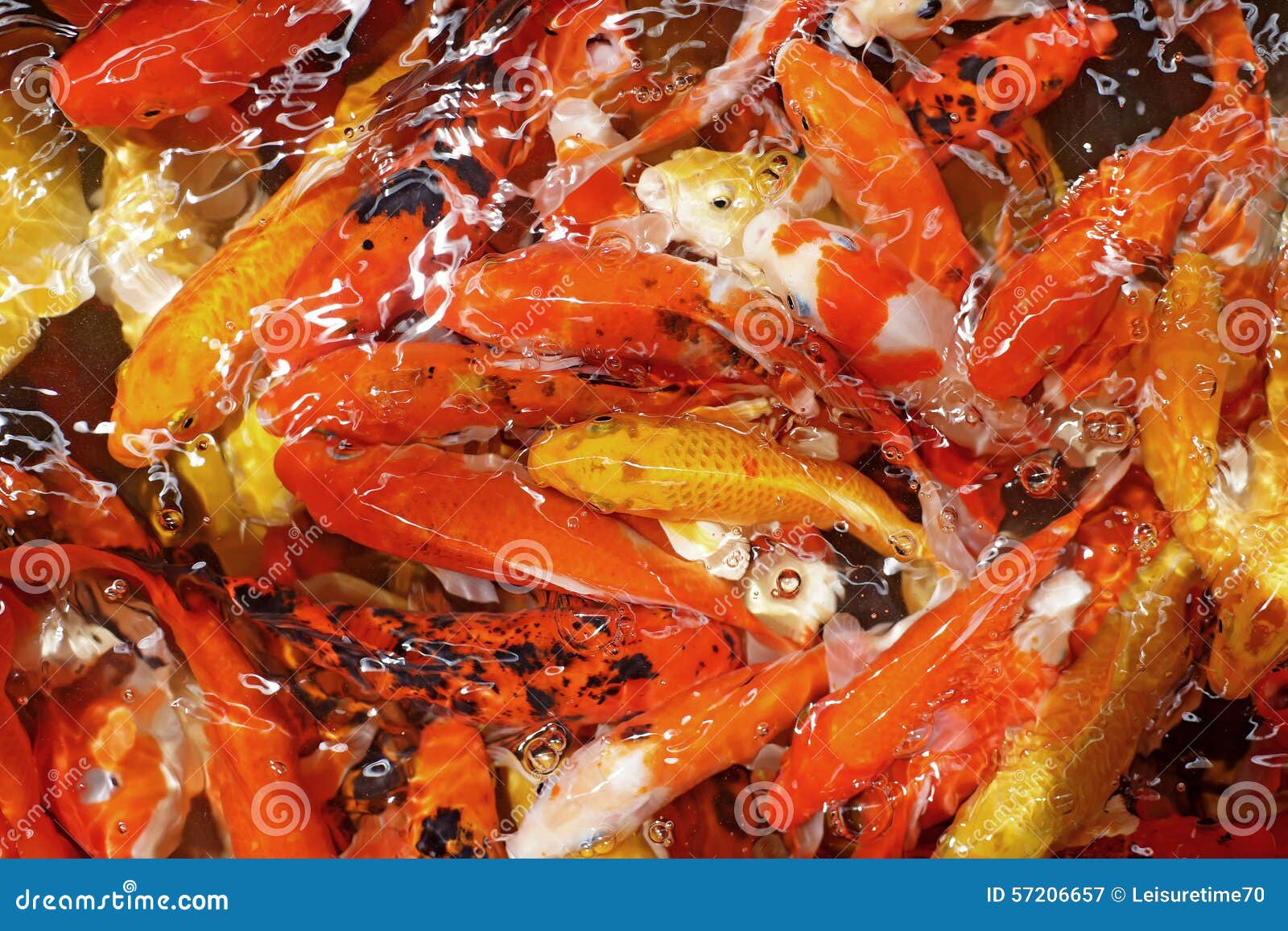 Carpa O Pesce Operata Di Koi Immagine Stock - Immagine di vita, podere ...