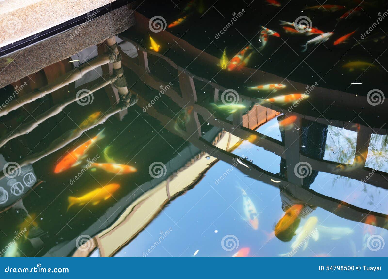 Carpa O Pesce Operata Di Koi Nel Giardino Fotografia Stock - Immagine ...