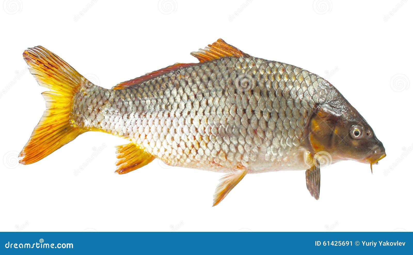 Carpa, pesce del fiume immagine stock. Immagine di carpa - 61425691