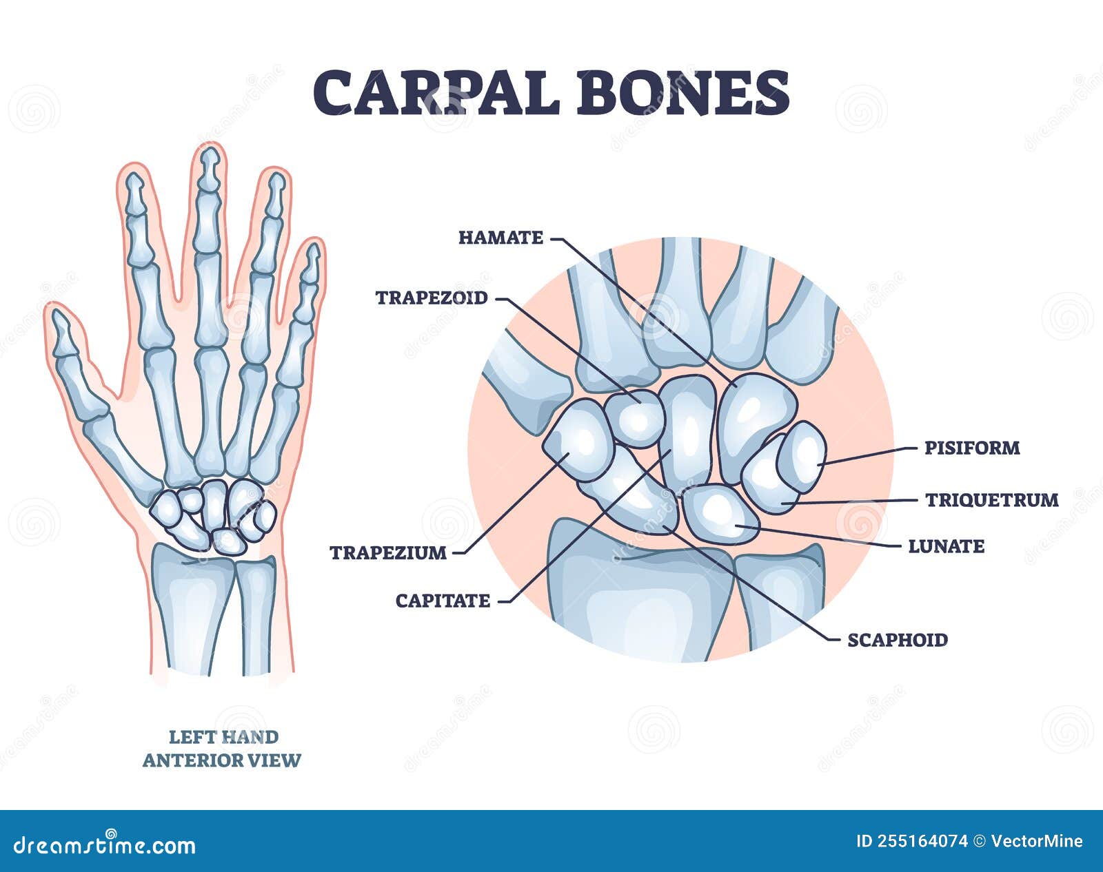 Carpal Bones With Hand Palm Skeletal Structure And Anatomy Outline Diagram Stock Vector