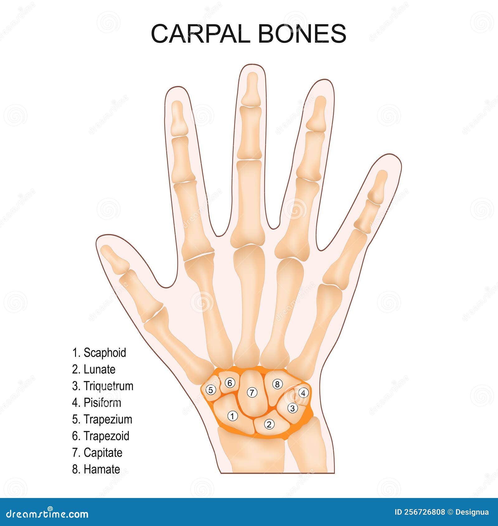 Carpal Bones Human Hand Anatomy Stock Vector Illustration Of Carpal Bone 256726808