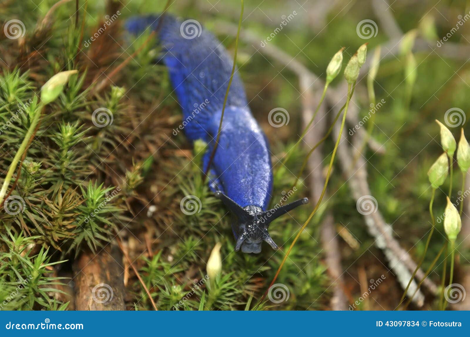 Carpathian Blue Slug (Bielzia Coerulans) Stock Photo - Image of ...