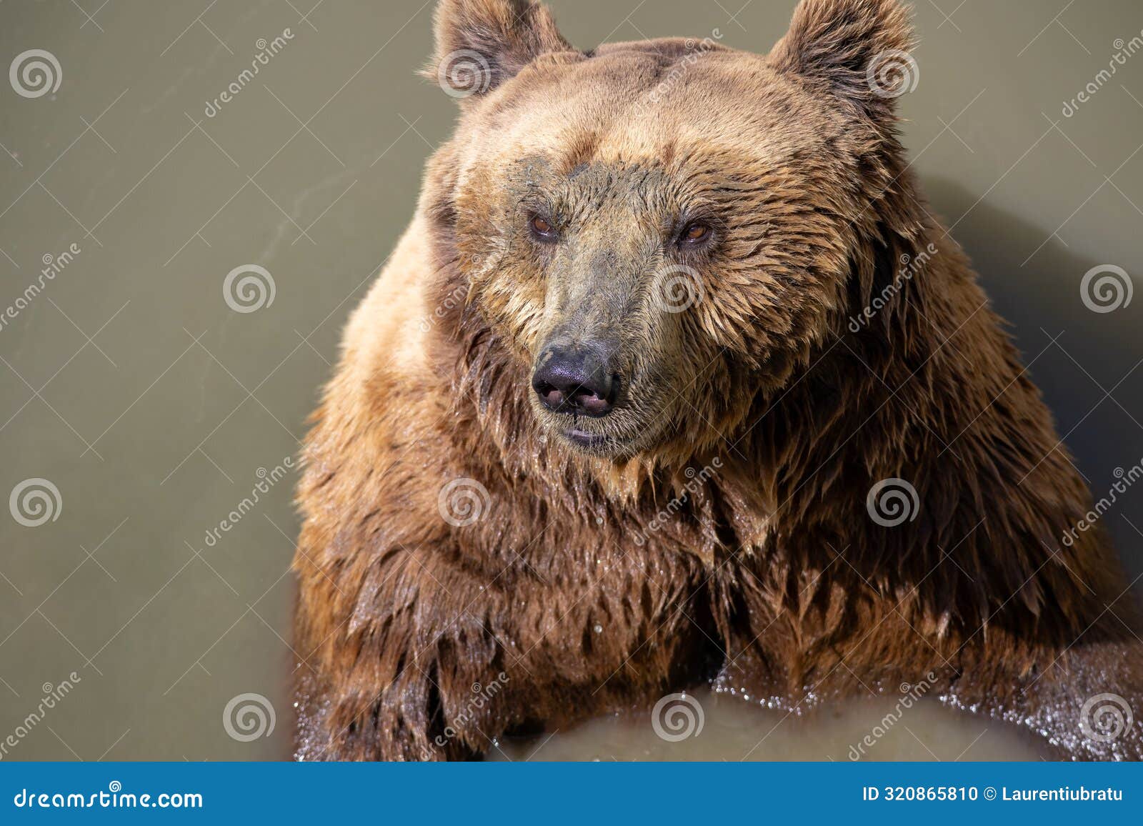 The Carpathian Brown Bear Cools Off in a Pond and Poses with a Serious ...