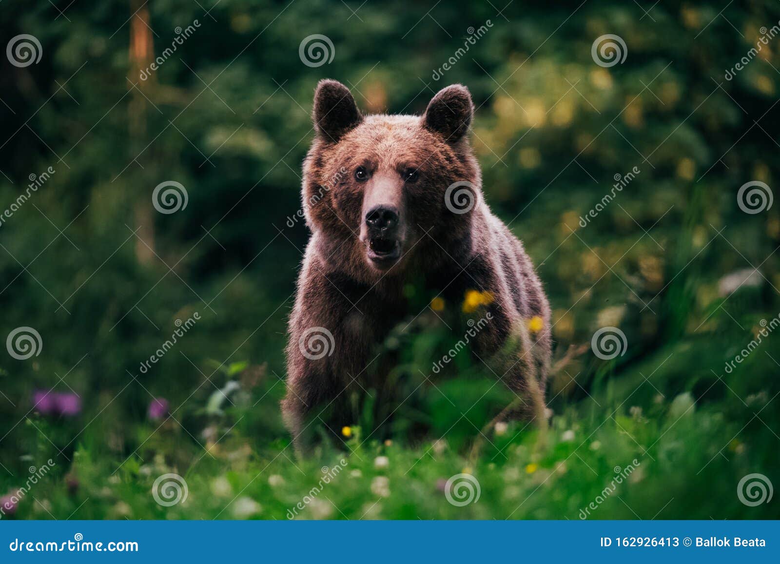Carpathian Brown Bear in the Wilderness Stock Image - Image of arctos ...