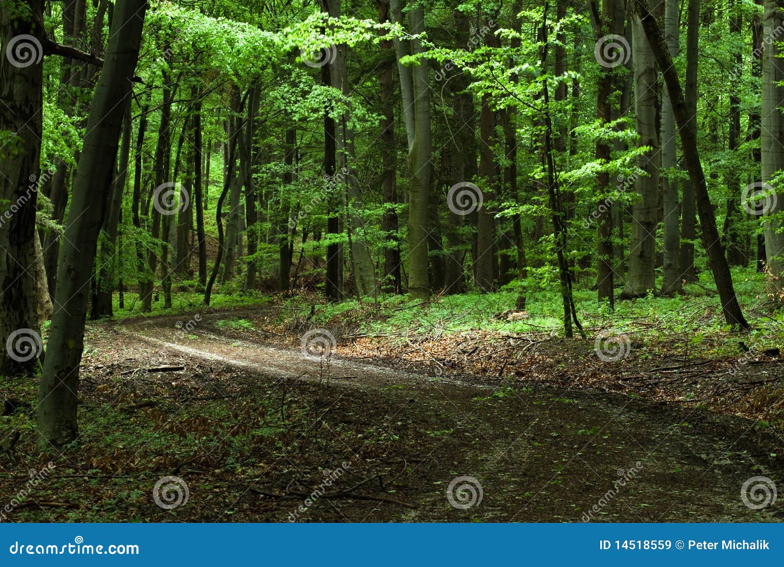 Carpathian forest stock image. Image of forest, spring - 14518559