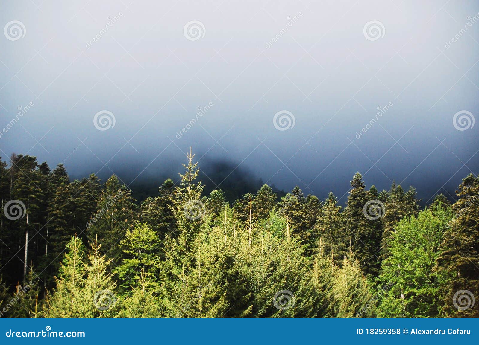 Carpathian forest stock photo. Image of green, mountain - 18259358