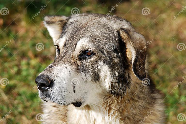 Carpathian shepherd dog stock image. Image of carpathian - 7446171