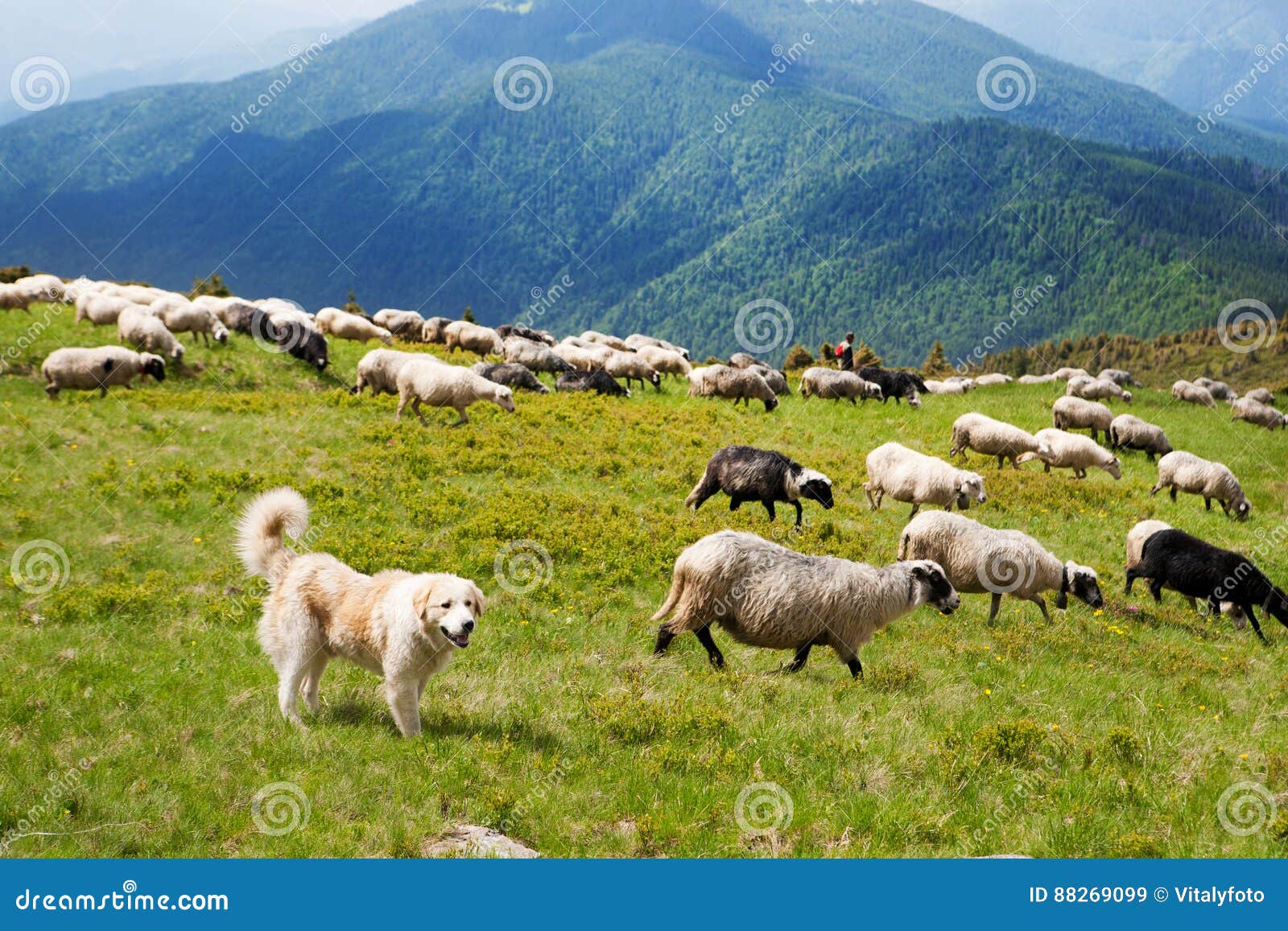 The Carpathian Shepherd Dog Stock Image - Image of herd, sheep: 88269099