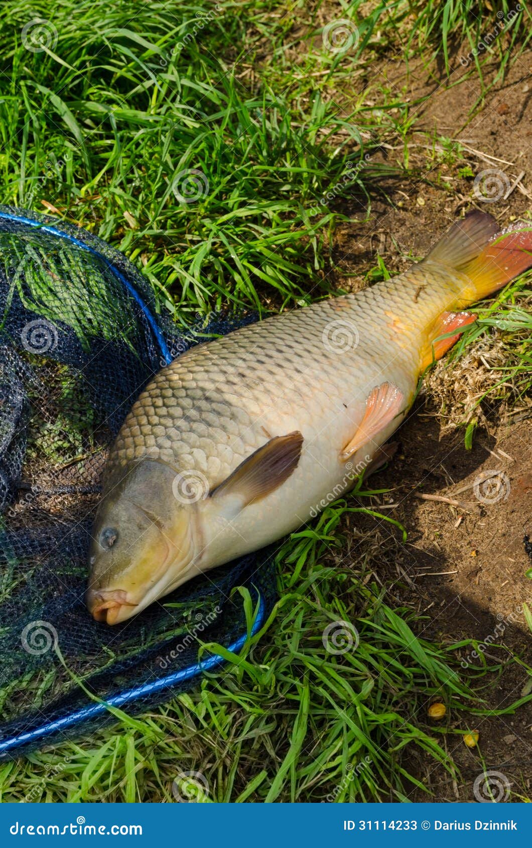 Carpe image stock. Image of animal, adulte, nourriture - 31114233