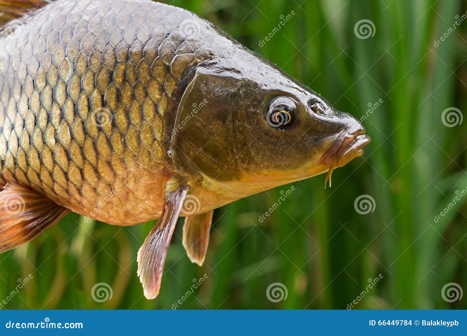 Carpe photo stock. Image du dieting, delicatessen, nature - 66449784