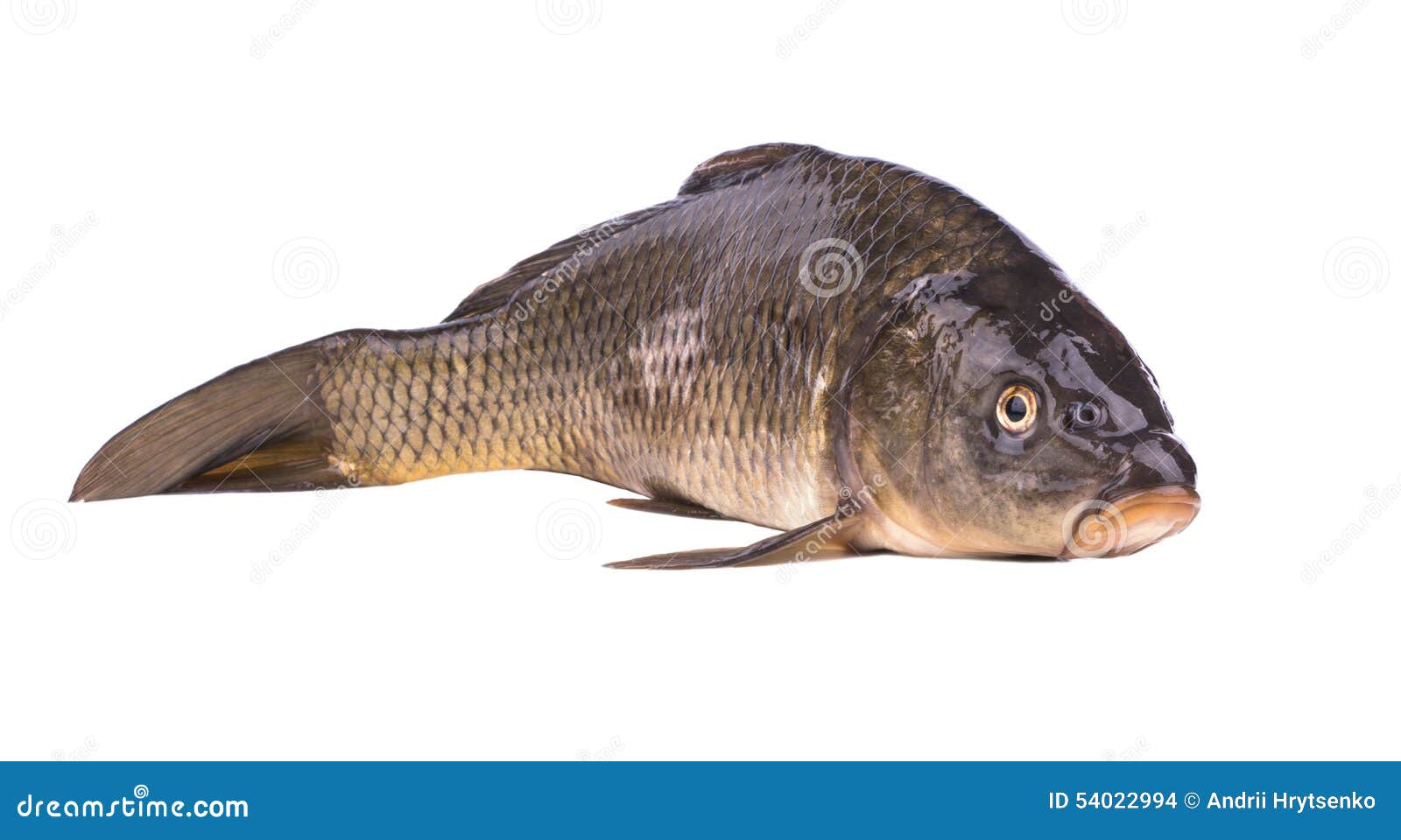 Carpe de poissons photo stock. Image du ailette, horizontal - 54022994