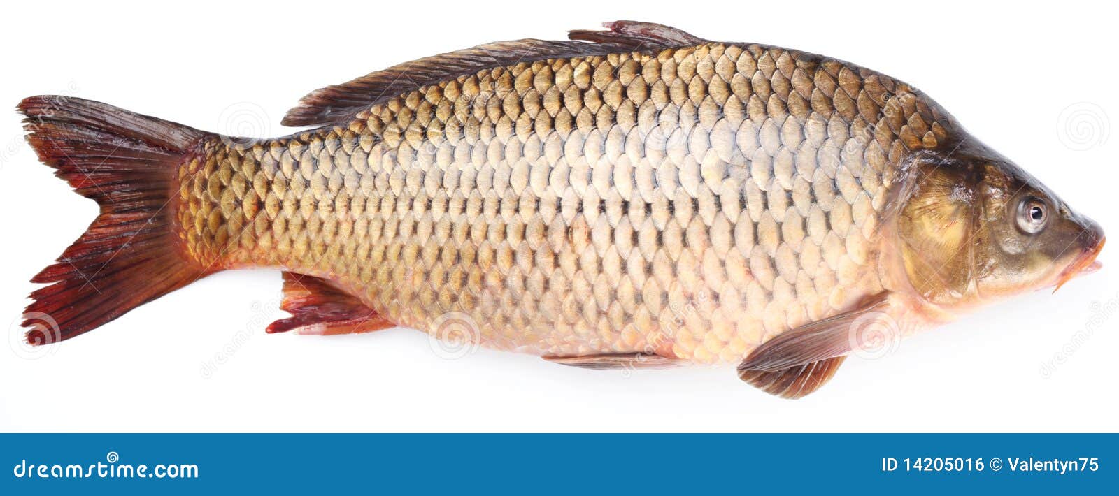 Carpe de poissons frais photo stock. Image du isolement - 14205016