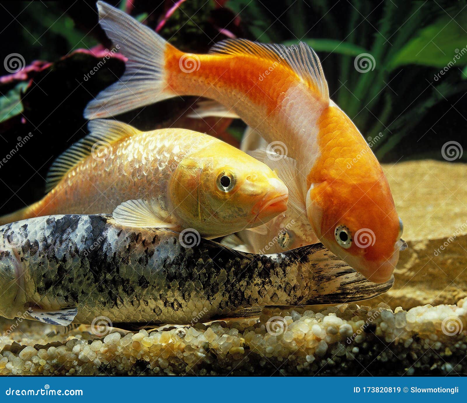 CARPE KOI cyprinus carpio stock image. Image of view - 173820819