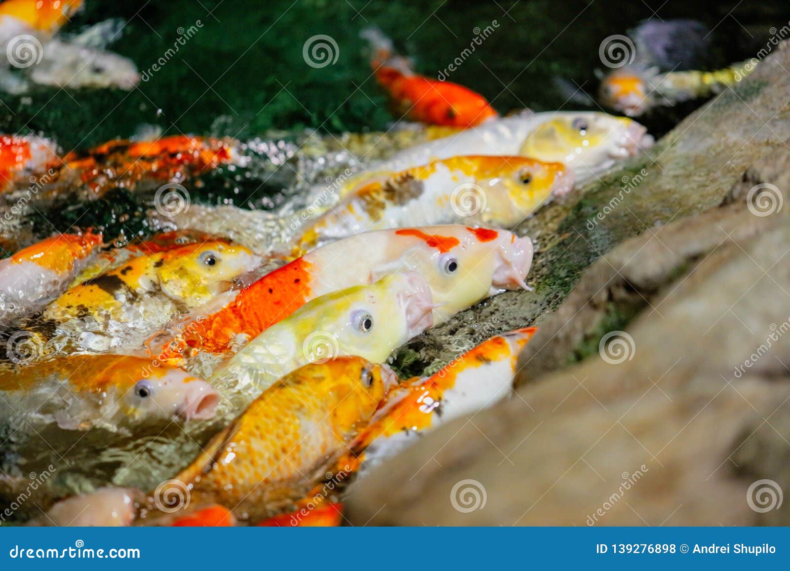 Carpe Multicolore De Poissons Sur La Surface De L'eau Photo stock ...