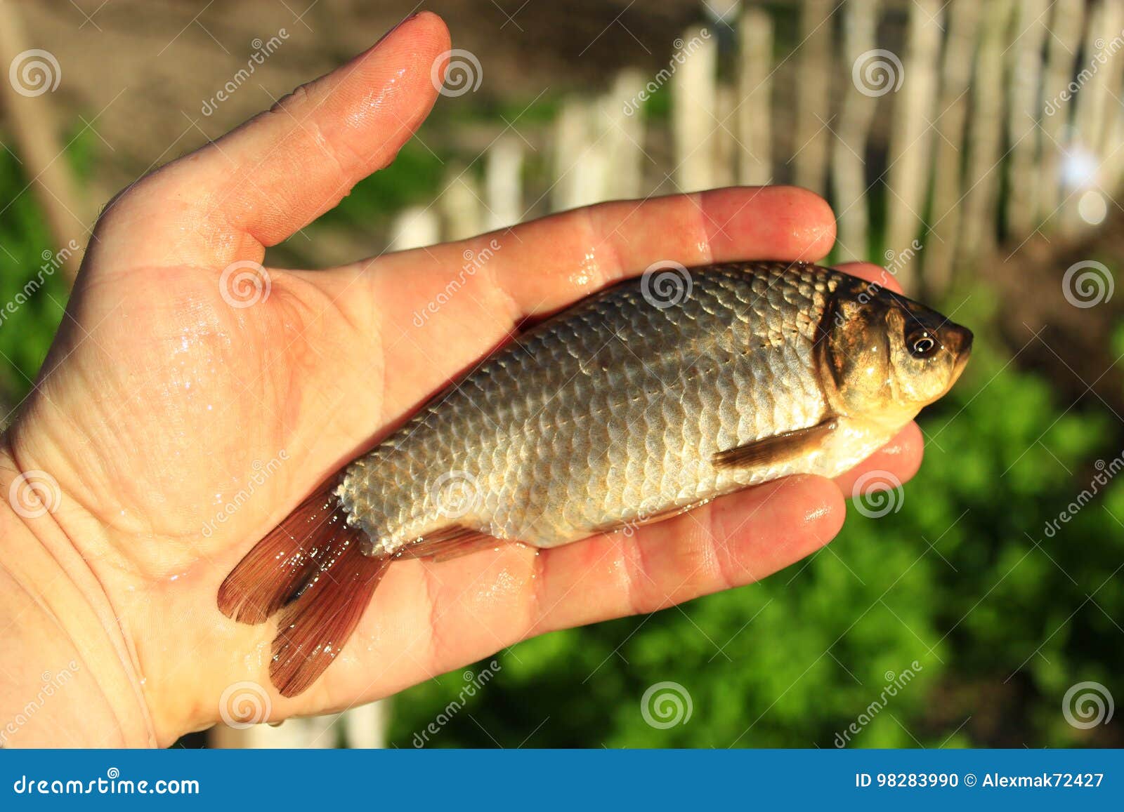 Carpe Prussienne Dans La Main Photo stock - Image of seafood, loisirs ...