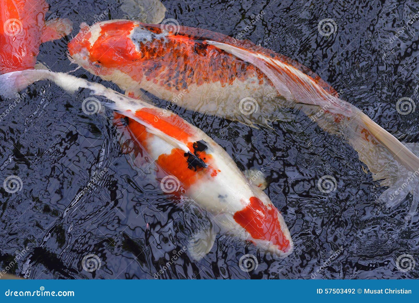 Carpe Rouge Et Blanche De Koi Photo stock - Image du rouge, bassin ...