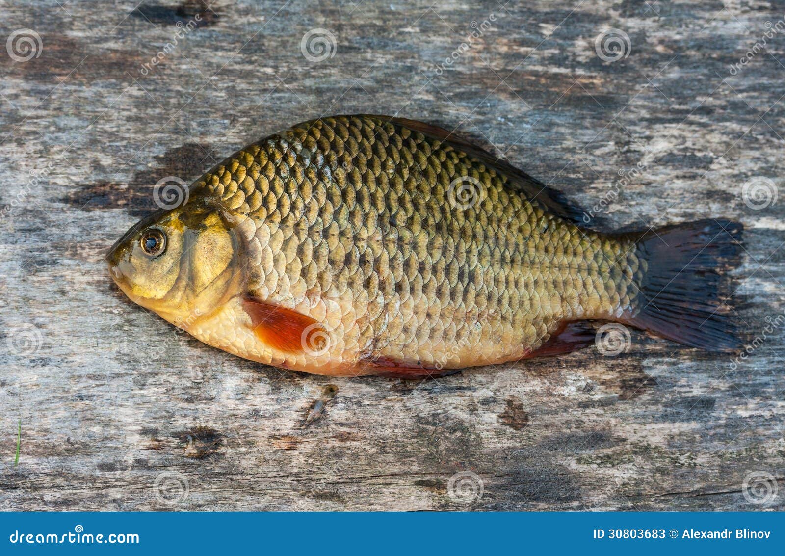 Carpe Vivante De Poisson D'eau Douce Image stock - Image du pêche ...