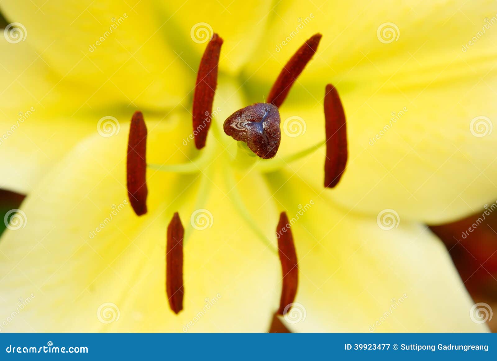 Carpel of flower stock image. Image of pink, nature, yellow - 39923477