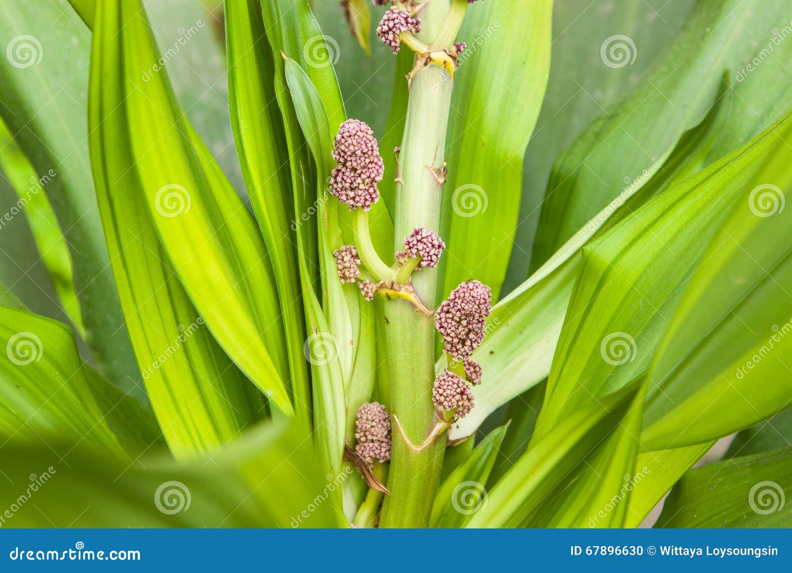 Carpel stock photo. Image of summer, beautiful, beauty - 67896630